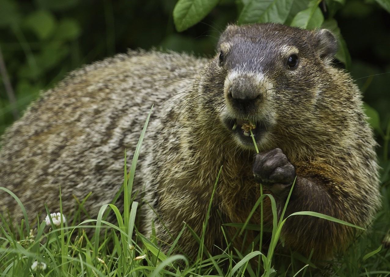 Groundhog Day Beating Trauma